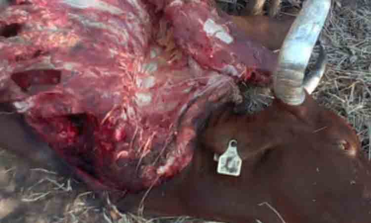Six translocated white lions allegedly kill four cows in Zambezi ...